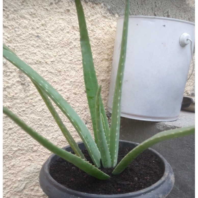 Babosa muda aloe vera para plantar baboza | Shopee Brasil