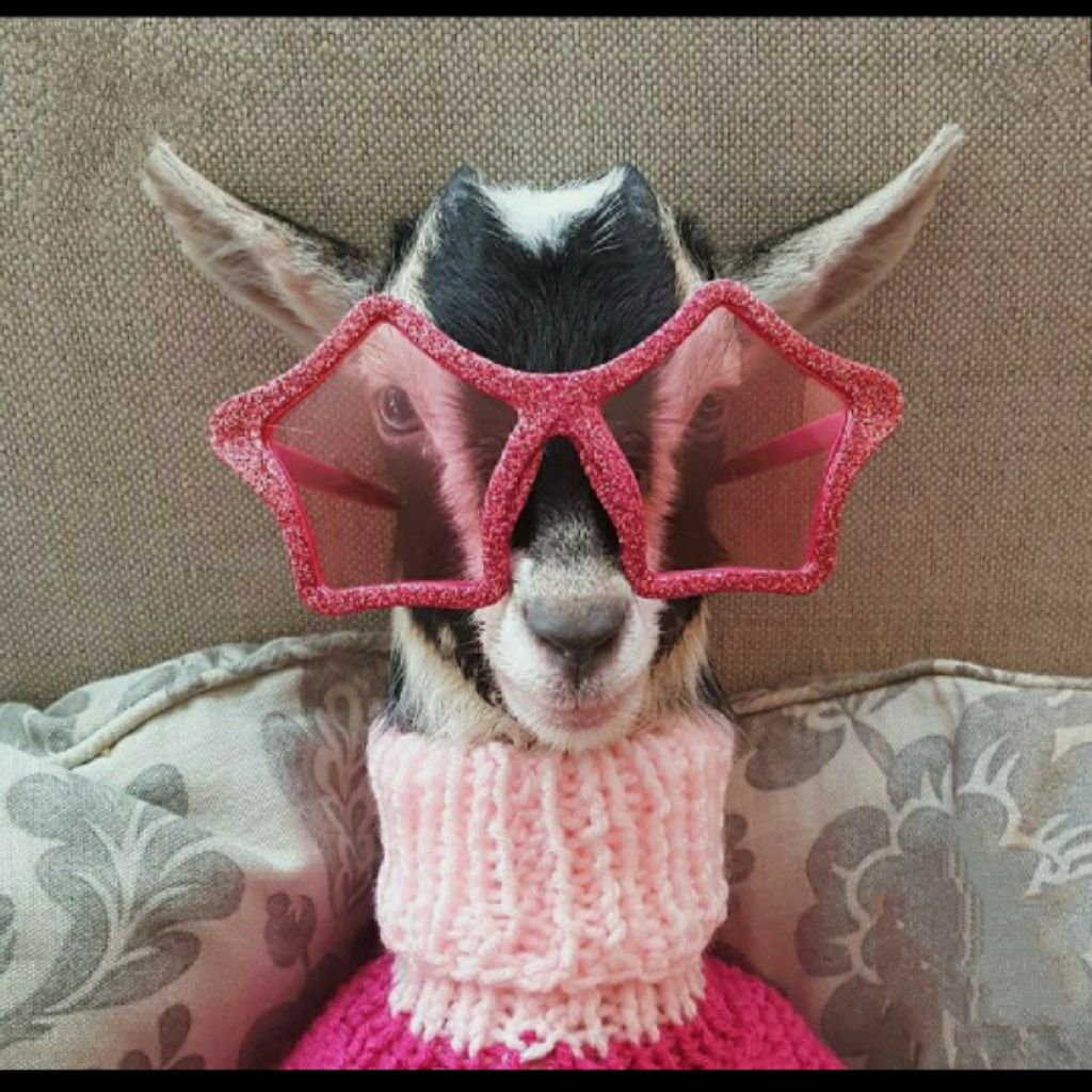 Speed_Cabrita, Loja Online | Shopee Brasil