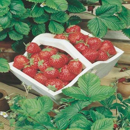 Semente de Morango Vermelho Ruge Feltrin Sementes | Shopee Brasil