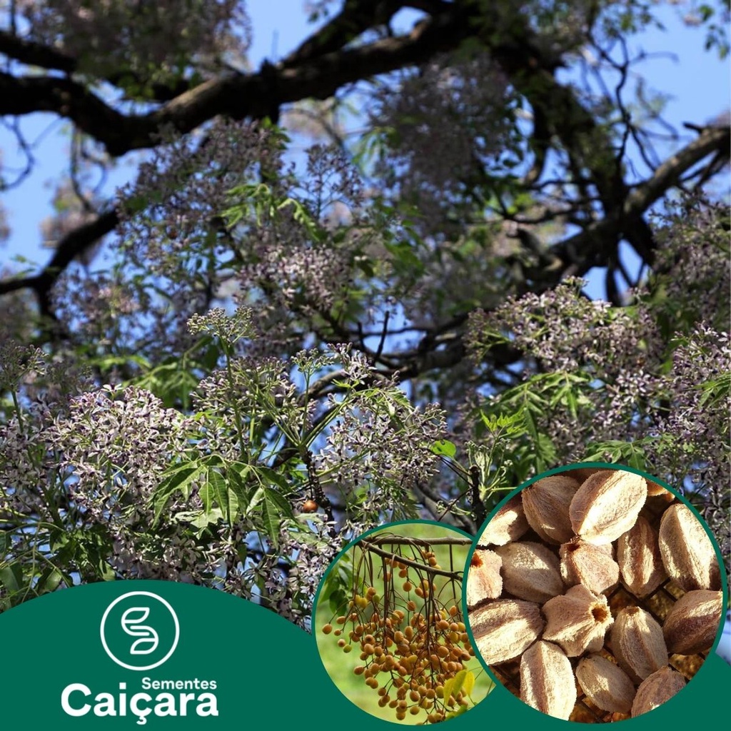 Sementes de Cinamomo Gigante 100gr | Shopee Brasil