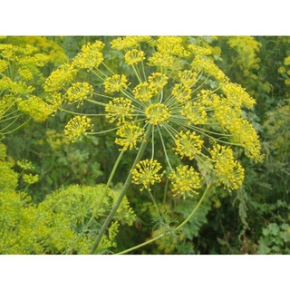 20 Sementes de Endro Aneto Planta Medicinal | Shopee Brasil