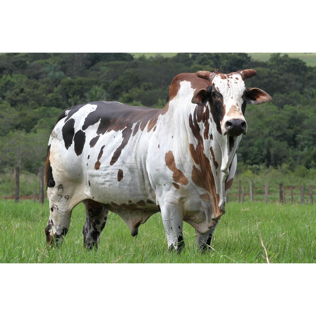 8 Kg Sementes Capim Buffel Aridus Pastagens Bovinos Caprinos Ovinos ...