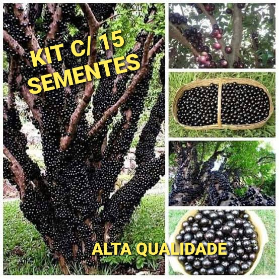 KIT 15 Sementes Jabuticaba Sabará Especial | Shopee Brasil