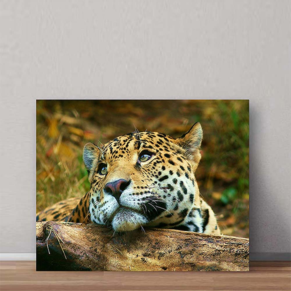 Placas Decorativas para Sala Quadro Decorativo Animais (20x30cm ...