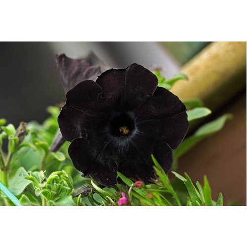 Petúnia Veludo Negro 10 Sementes para jardinagem | Shopee Brasil