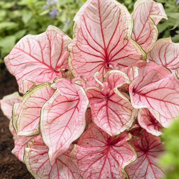 100 sementes Caladium Pink Beauty raro | Shopee Brasil