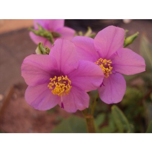 20 Sementes Flor Abelha Jataí - Abelha sem Ferrão – Suculentas ...