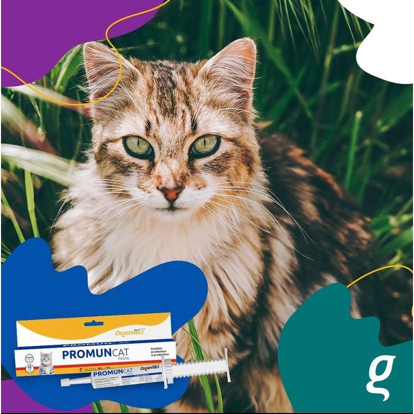 Promun Cat Pasta Organnact Suplemento vitaminico - 27ml | Shopee Brasil