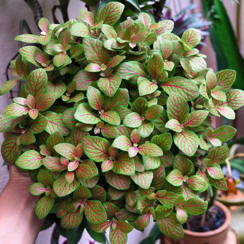 100 Sementes De Fitonia - | Shopee Brasil