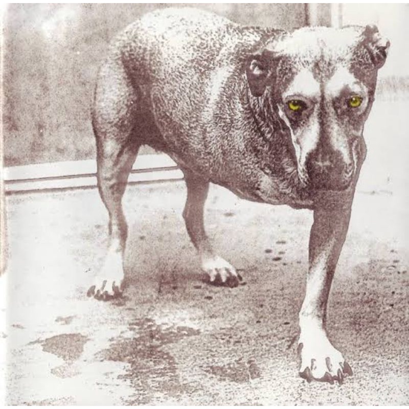CD Alice in Chains - Alice in Chains (Tripod) | Shopee Brasil CD Alice in Chains - Alice in Chains (Tripod) | Shopee Brasil