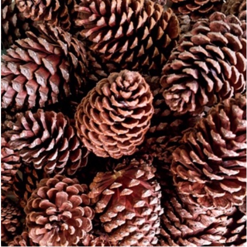 Kit 10 Pinhas Para Artesanato e Decoração Natal - 100% Natural | Shopee ...