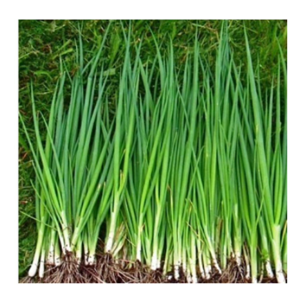 2000 Sementes de cebolinha todo ano nebuka (tiunegui) 500mg Topseed ...