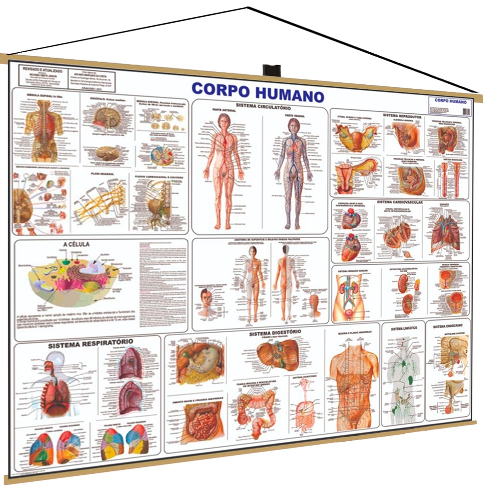 Corpo Humano Banner Poster Mapa Corpo Humano Anatomia Medicina | Shopee ...